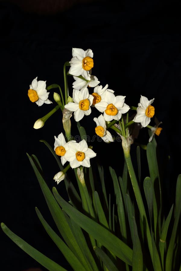 Daffodils stock image. Image of plant, aroma, petal, flower - 49972945