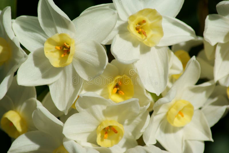 Daffodils stock photo. Image of spathe, daffadowndillies - 175092582