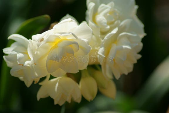 Daffodils stock photo. Image of saint, spathe, bulbs - 175096052