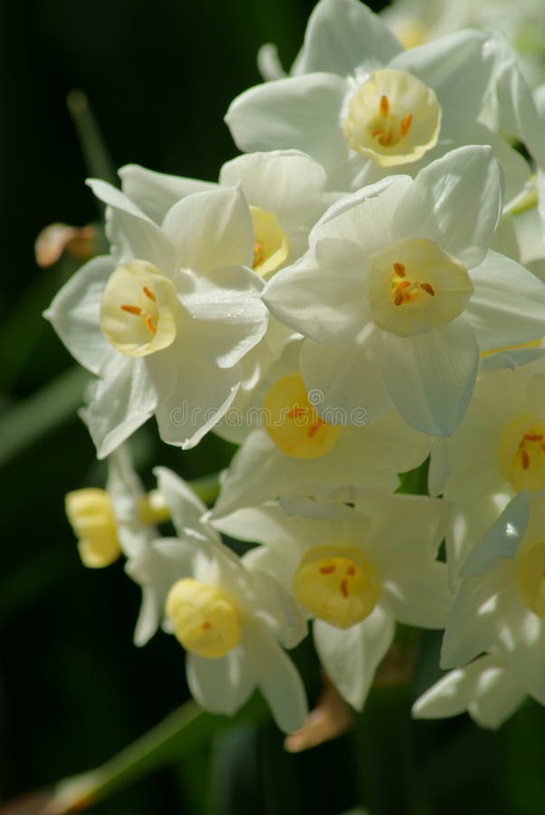 Daffodils stock photo. Image of daffodil, flower, spathe - 175096116