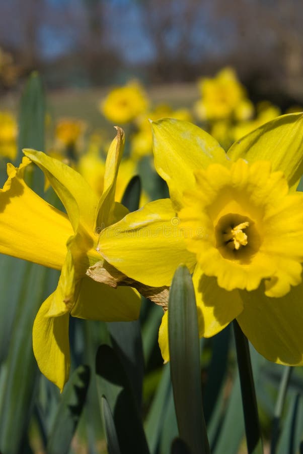 Daffodils stock image. Image of daffydowndilly, daffadown - 49076387