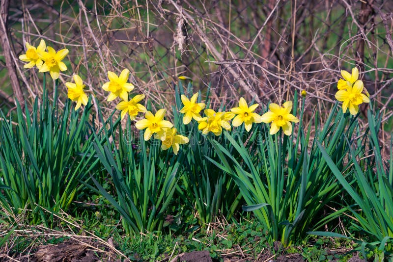 Daffodils in early spring stock image. Image of stem - 52352087