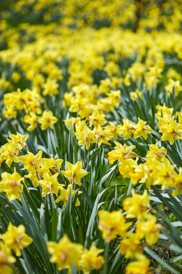 Daffodils field stock image. Image of blooming, daffodils - 69738677