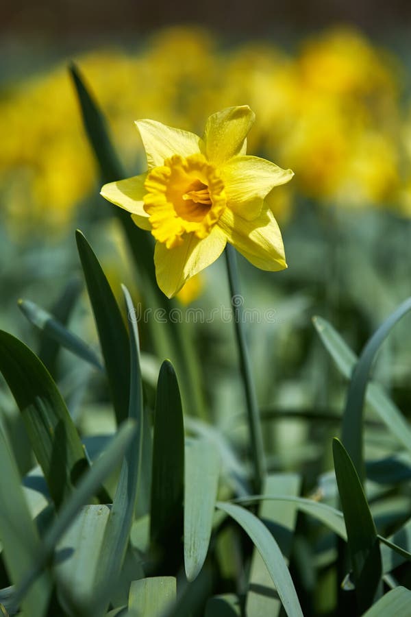 Daffodils field stock image. Image of meadow, isolated - 69738715
