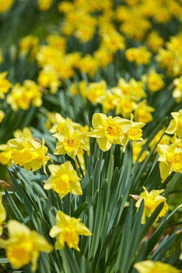 Daffodils field stock photo. Image of stem, blooming - 69738732