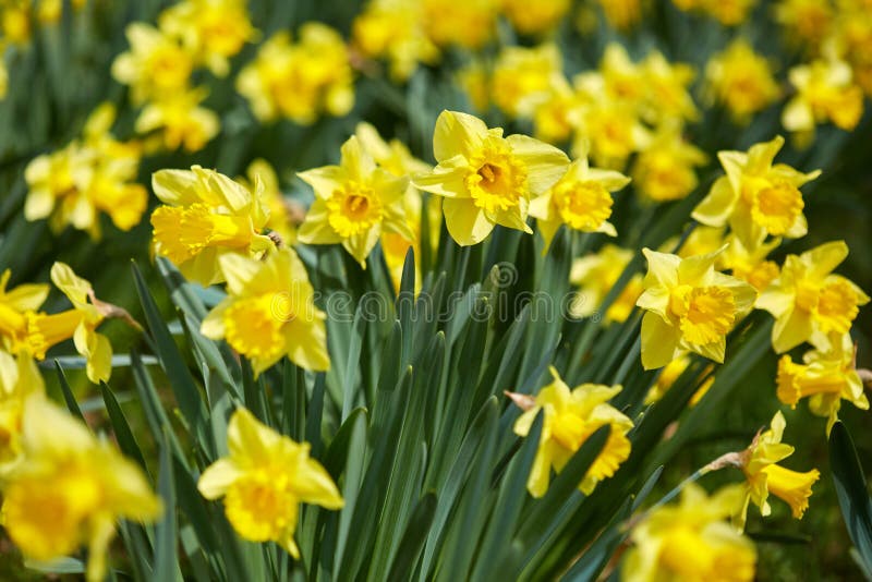 Daffodils field stock photo. Image of grow, garden, botanical - 69738742