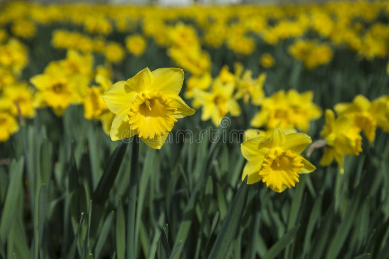 Daffodils stock photo. Image of close, daffodil, field - 90791536