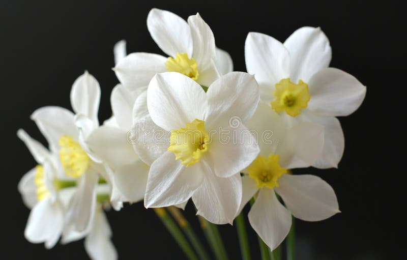 Daffodils flowers stock photo. Image of flowers, black - 92195642