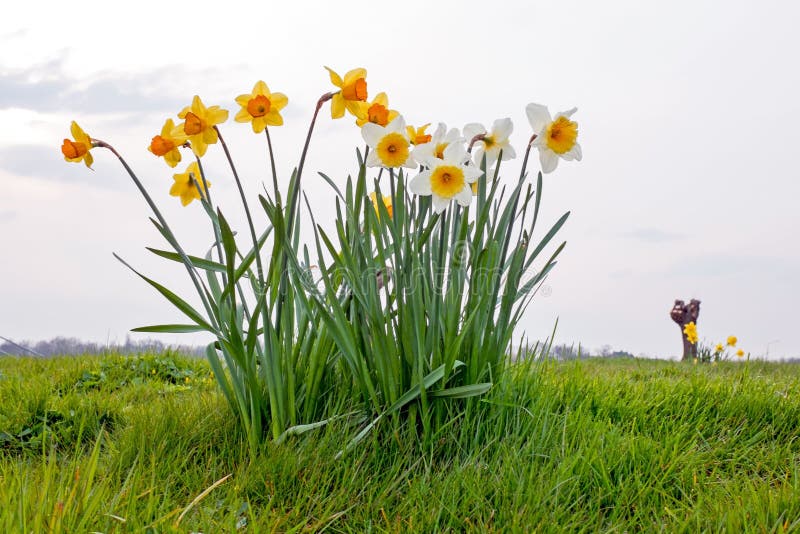 Daffodils Flowers in a Dutch Landscape in Netherlands Stock Photo ...
