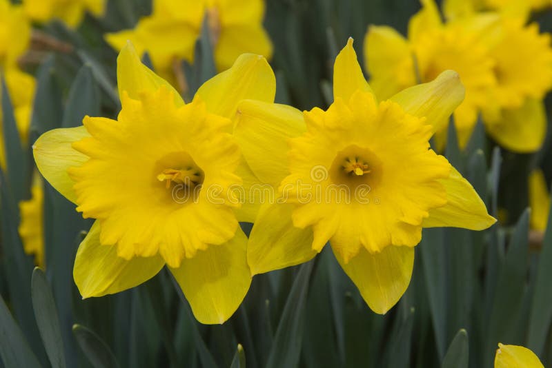 Daffodils Flowers stock image. Image of vegetable, vegetation - 32094813