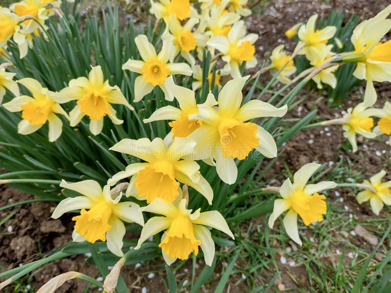 Daffodils Flowers in the Spring in Maramures, Romania Stock Image ...