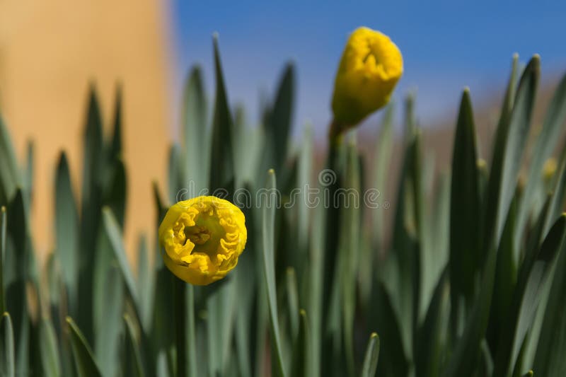 Daffodils Flowers Sprouting Stock Image - Image of leaves, plant: 85629917