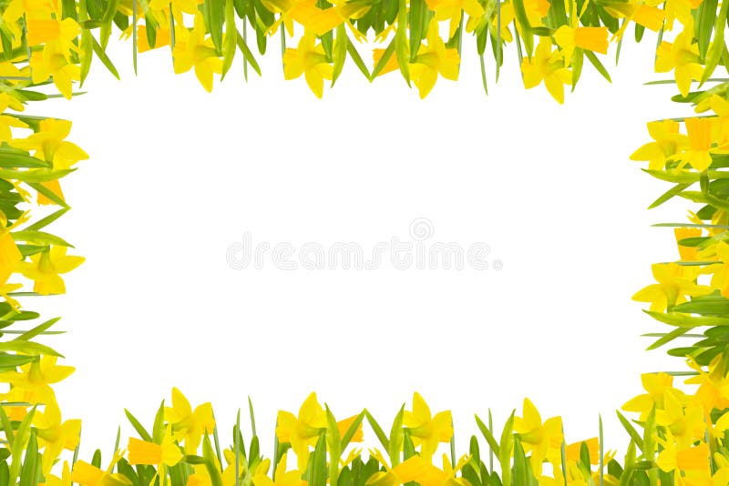 Daffodils in the hands stock photo. Image of color, botany - 4566346