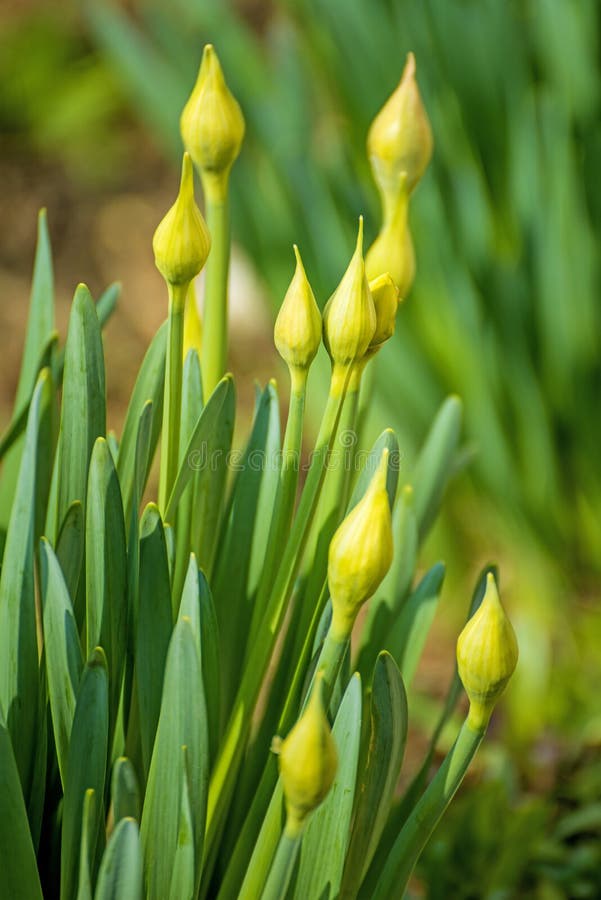 Daffodils in garden stock photo. Image of spring, leaf - 68625414