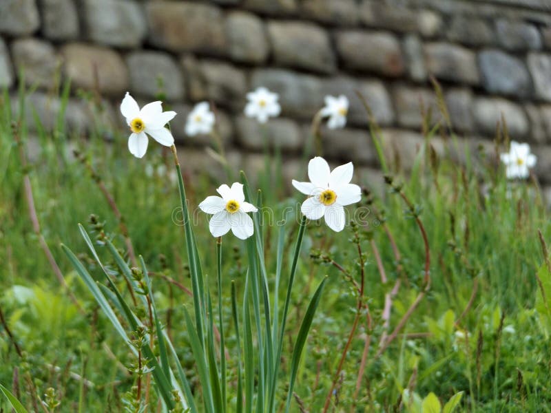 Daffodils stock image. Image of delicate, smell, bring - 96424961