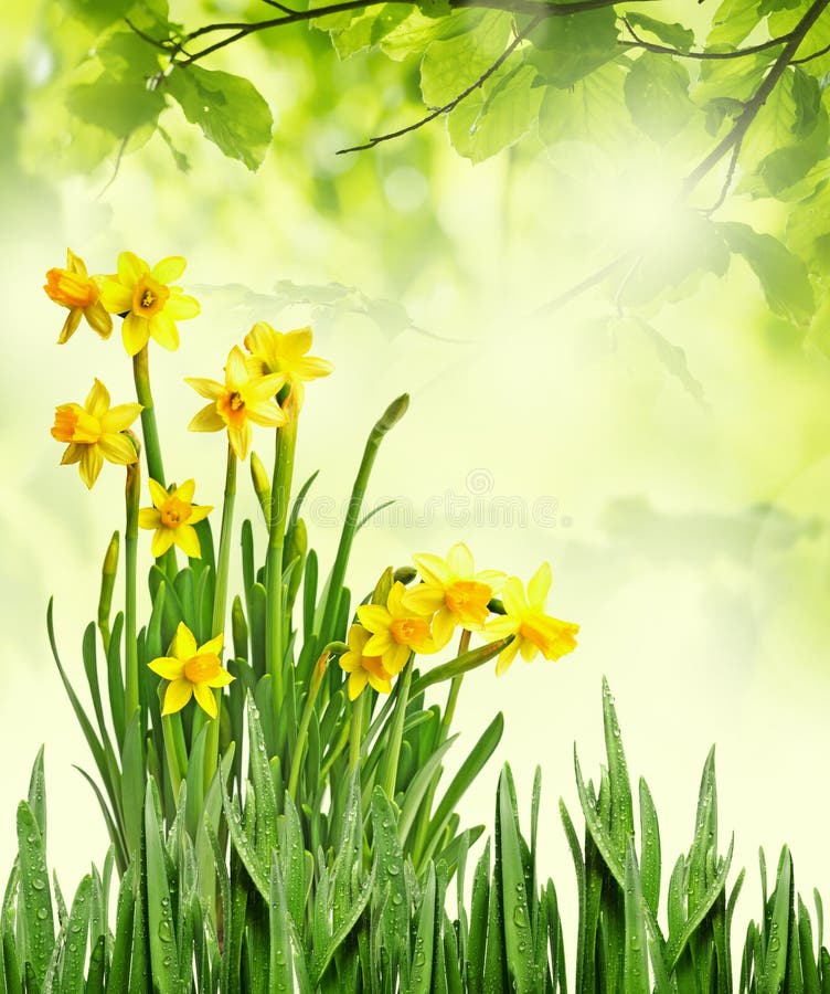 Daffodils stock image. Image of grow, spring, beautiful - 65338425