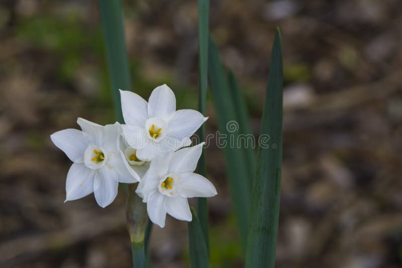 Narcissus Papyraceus - Paperwhite Narcissus #1 Stock Photo - Image of ...