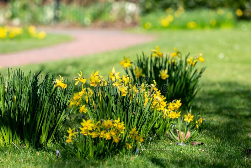 Daffodils Growing in a Park on a Sunny March Day Stock Image - Image of ...
