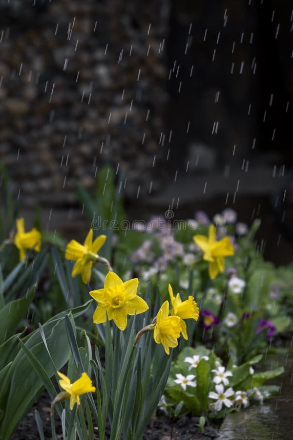 Garden Daffodils Flowers Light Rain Stock Image - Image of spring, drop ...
