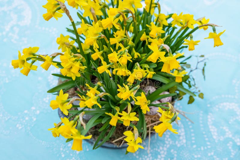 Daffodils in a Large Pot and Eggs for Easter Stock Image - Image of ...