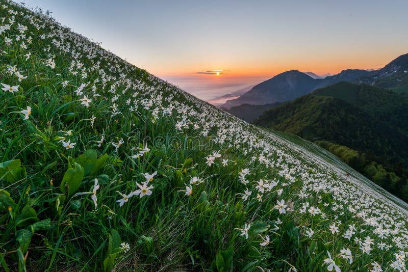 Spring Flowers on a Beautiful Misty Sunrise with Fog Stock Image ...