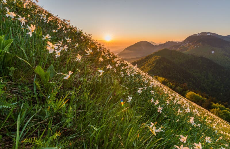 Spring Flowers on a Beautiful Misty Sunrise with Fog Stock Photo ...