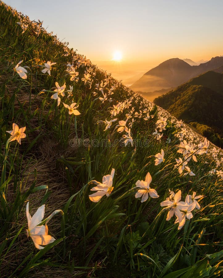 Spring Flowers on a Beautiful Misty Sunrise with Fog Stock Photo ...