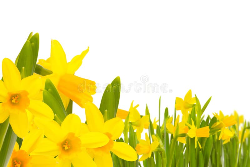 Spring daffodils border stock image. Image of daffodil - 11323485