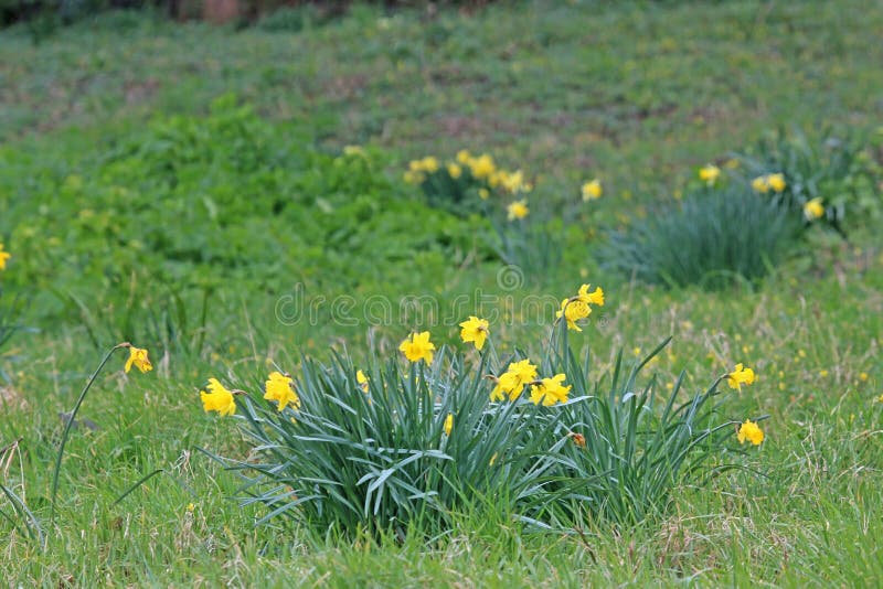 Daffodils in a meadow stock photo. Image of field, nature - 174918094