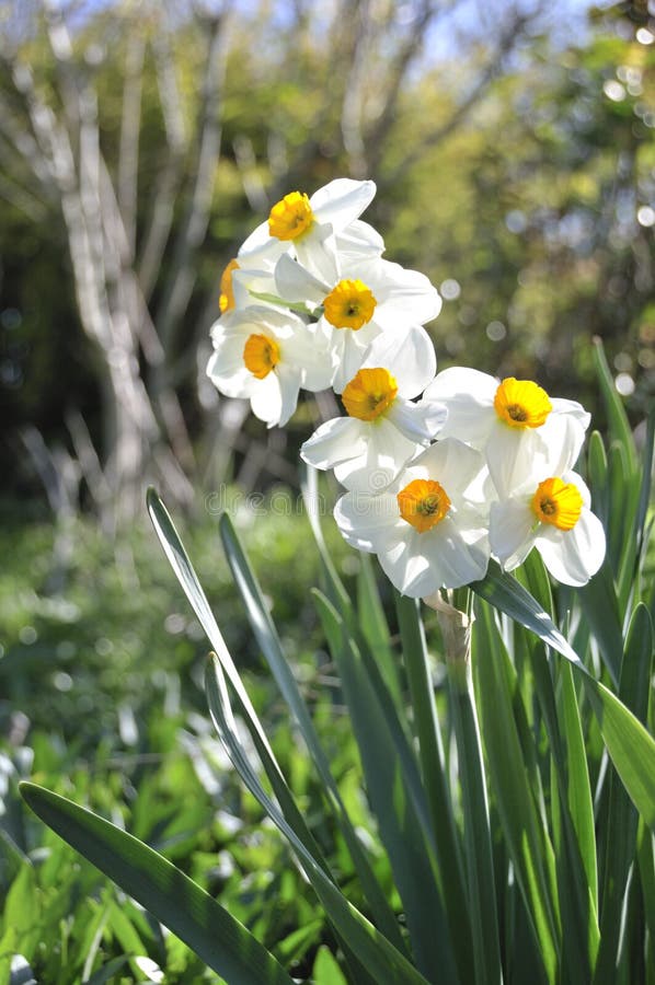 Daffodils in morning light stock image. Image of bulbs - 11707447