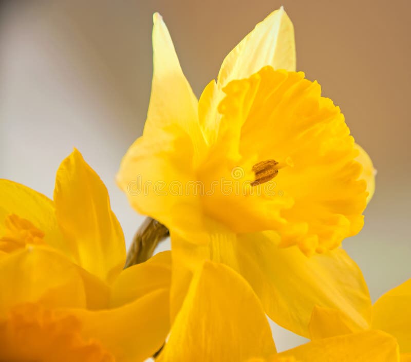 Daffodils 4 stock photo. Image of happy, yellow, stigmata - 178615774