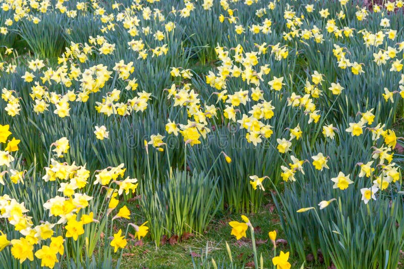 Daffodils stock photo. Image of petals, pretty, abundance - 108157696