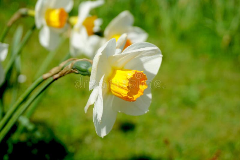 The Daffodils are in a Row Looking in the Same Direction. Stock Image ...