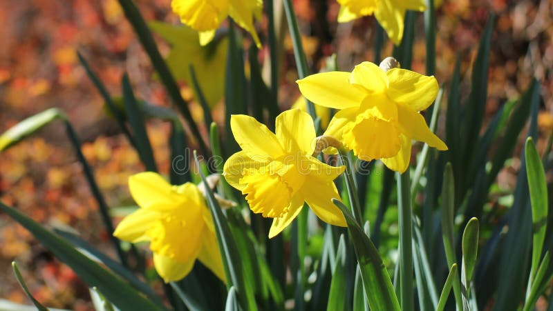Daffodils stock photo. Image of pasqual, floral, ornate - 38979614