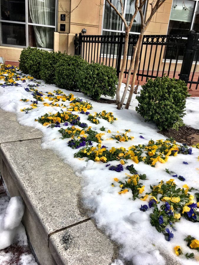 Daffodils in snow stock photo. Image of landscaping, narcissus - 88868636