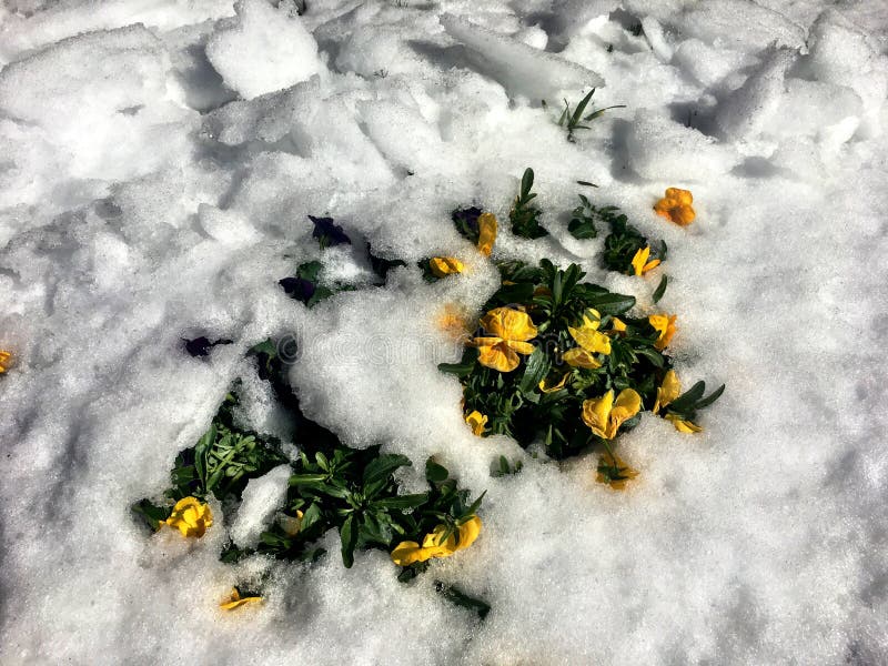 Daffodils in snow stock photo. Image of fragile, delicate - 88868702