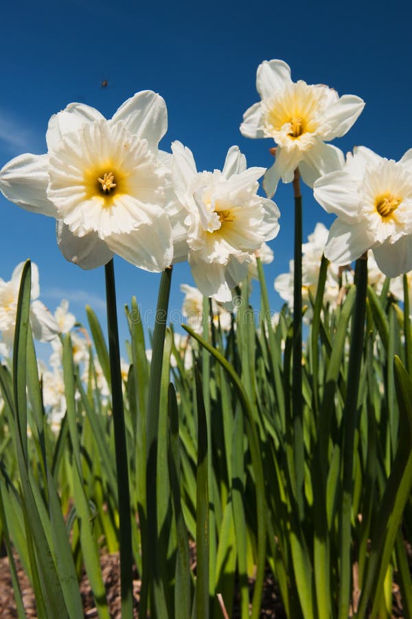Daffodils in spring stock photo. Image of bulbs, nature - 17723016