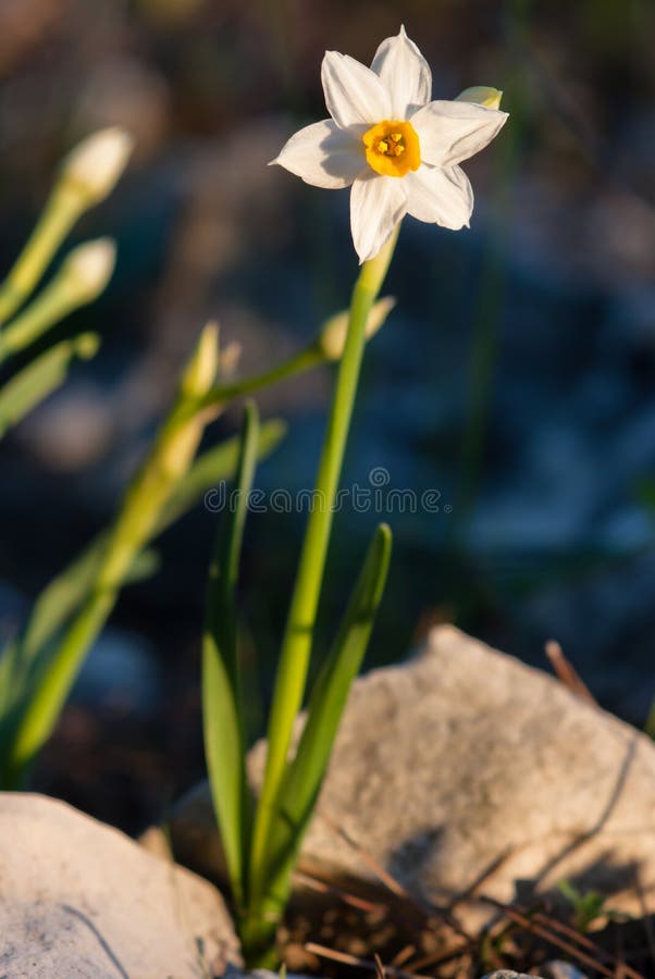Daffodils at spring stock photo. Image of beautiful, dafodil - 33435504