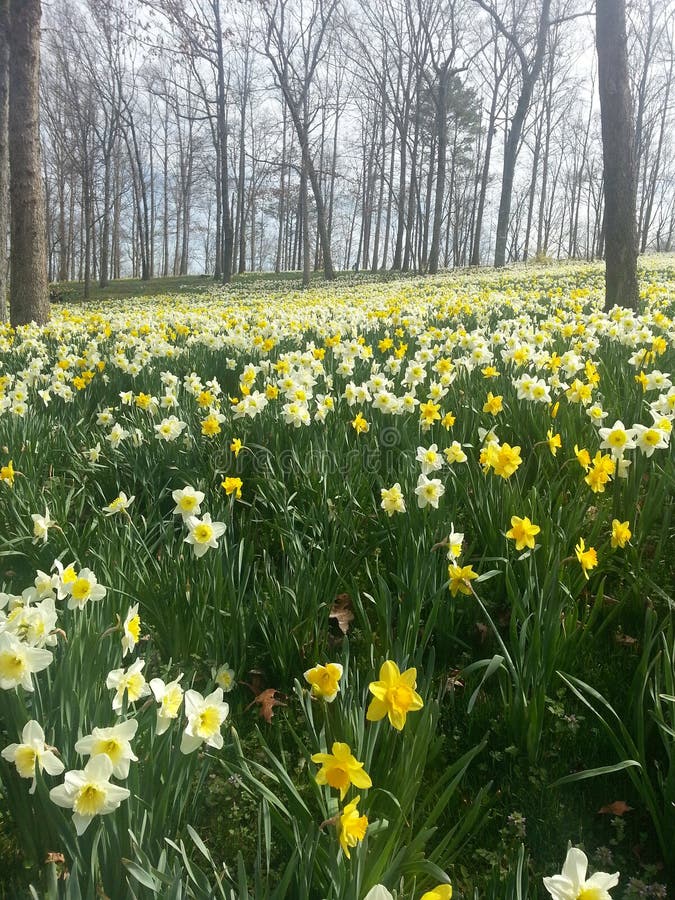 Daffodils stock photo. Image of spring, field, bloom - 53214580