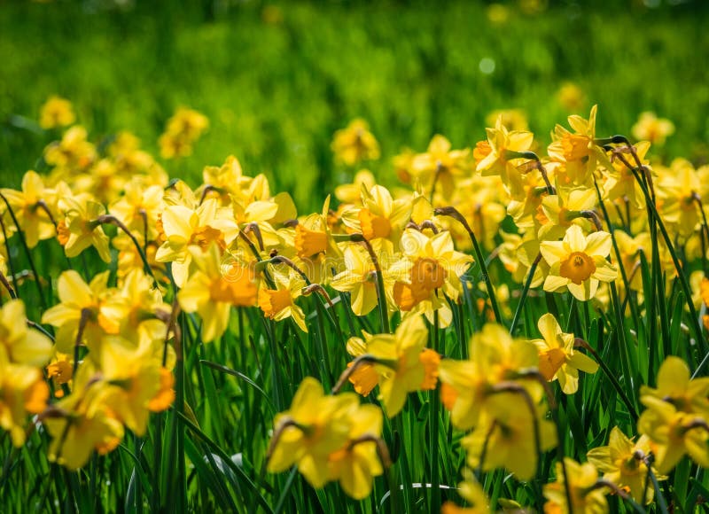 Daffodils in spring stock image. Image of backlit, closeup - 71146001