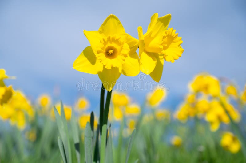 Daffodils Spring Flowers with Blue Sky, Yellow Narcissus Blossom in ...