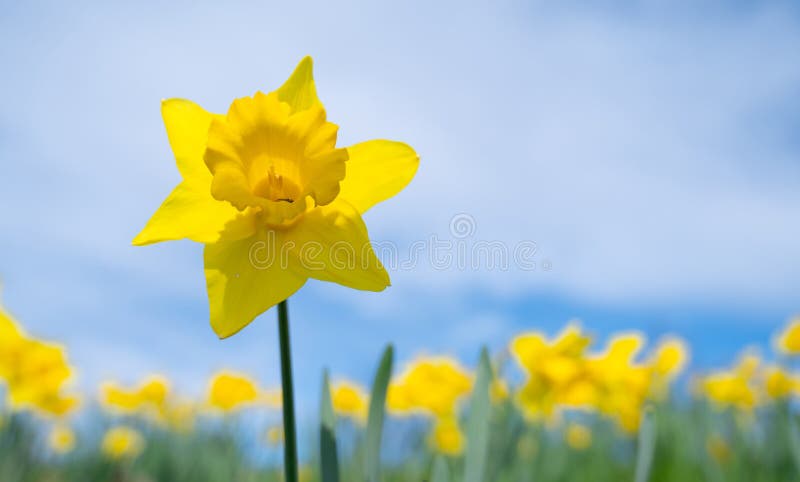 Daffodils Spring Flowers with Blue Sky, Yellow Narcissus Blossom in ...