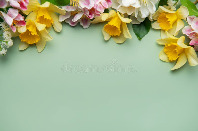 Daffodils and Spring Flowers Creating a Floral Border on Pastel Green ...