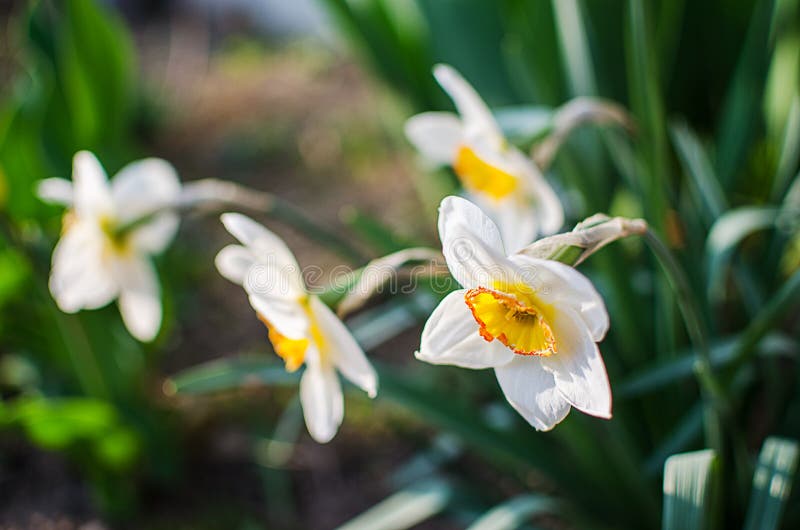 Daffodils Spring Flowers Growing Up and Smell Stock Image - Image of ...