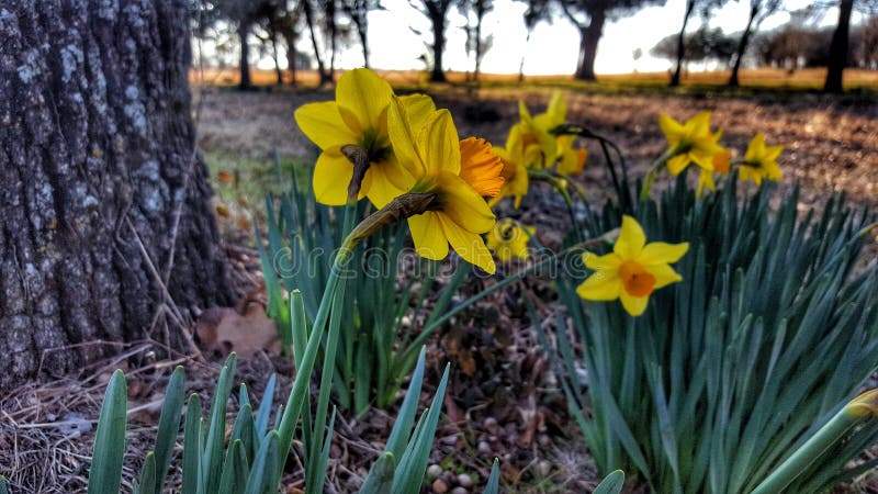 Daffodils stock photo. Image of park, daffodils, spring - 102971562