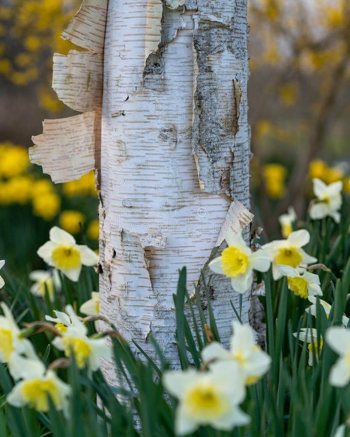 Daffodils in the Spring stock image. Image of meadow - 214417869