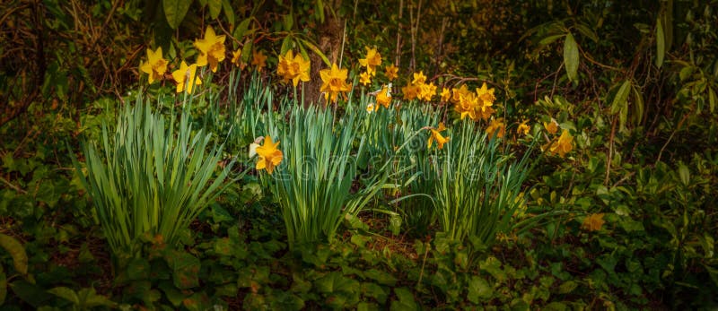 Daffodils in spring stock photo. Image of flora, beauty - 38867614