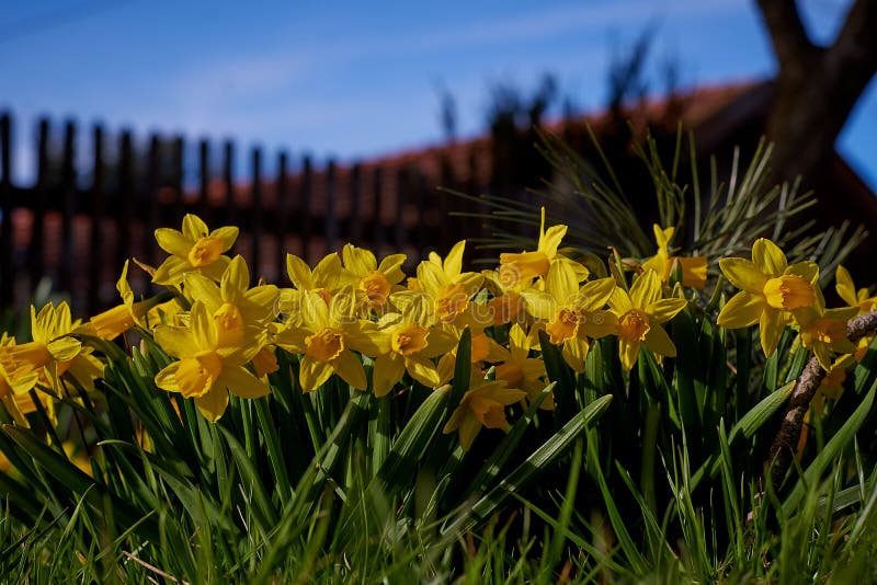 Daffodils in the Springtime Sun Stock Image - Image of flowerbed ...