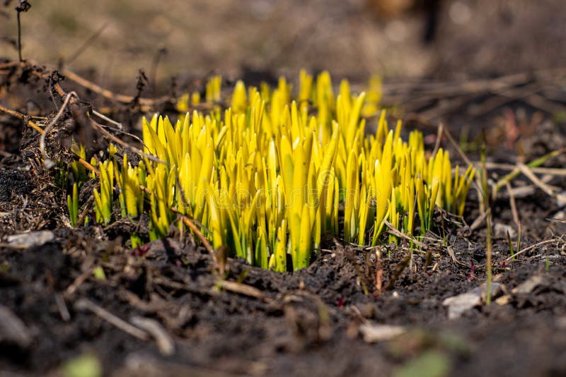 Daffodils Sprout through the Ground in Spring Stock Photo - Image of ...