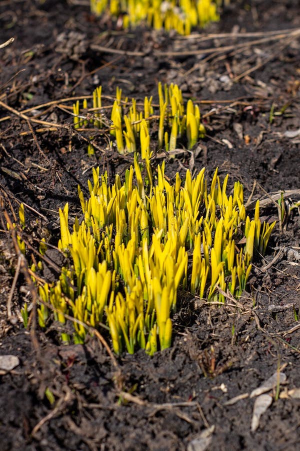 Daffodils Sprout through the Ground in Spring Stock Image - Image of ...
